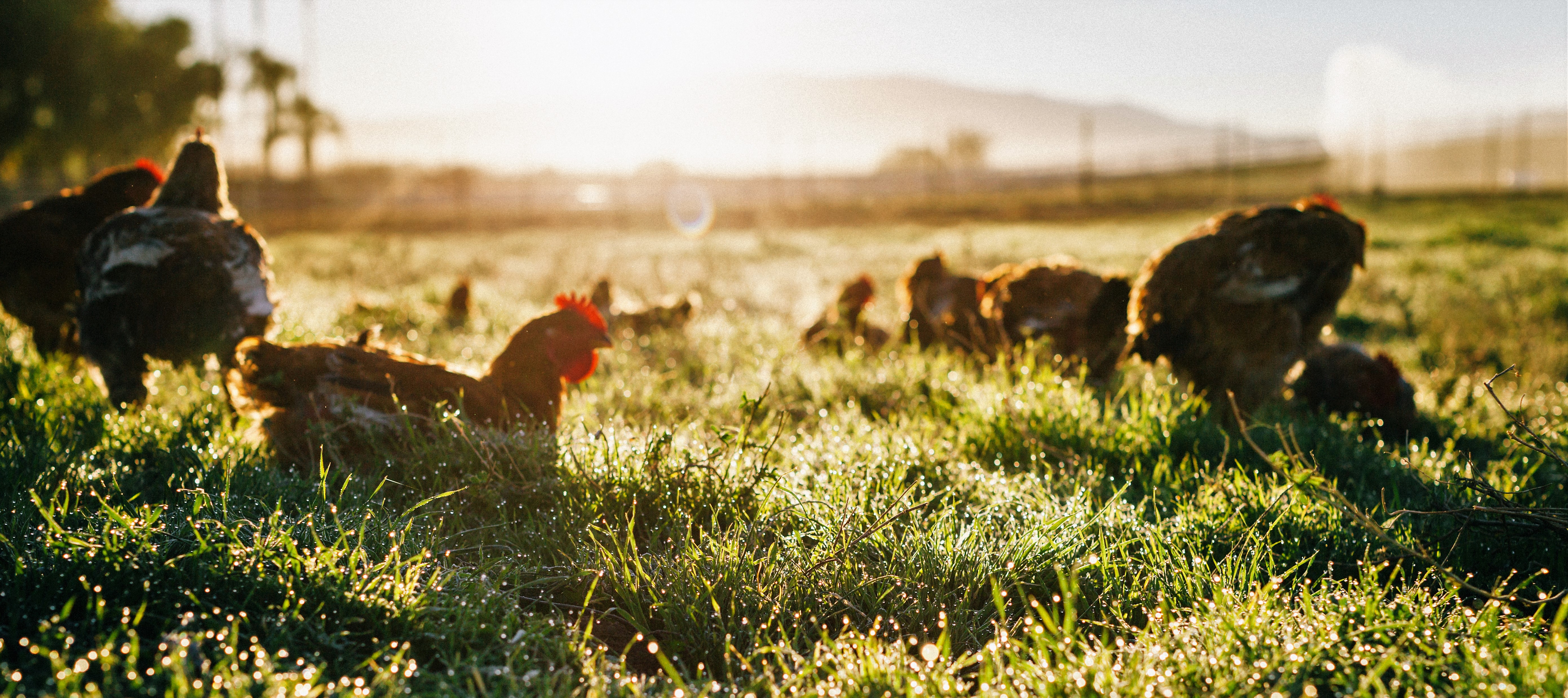 Crowd Cow | Enjoy the best beef from small, independent farms - Pasture ...