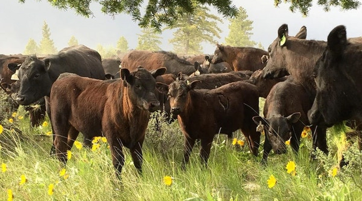 Blog posts tagged 'A5 Wagyu':